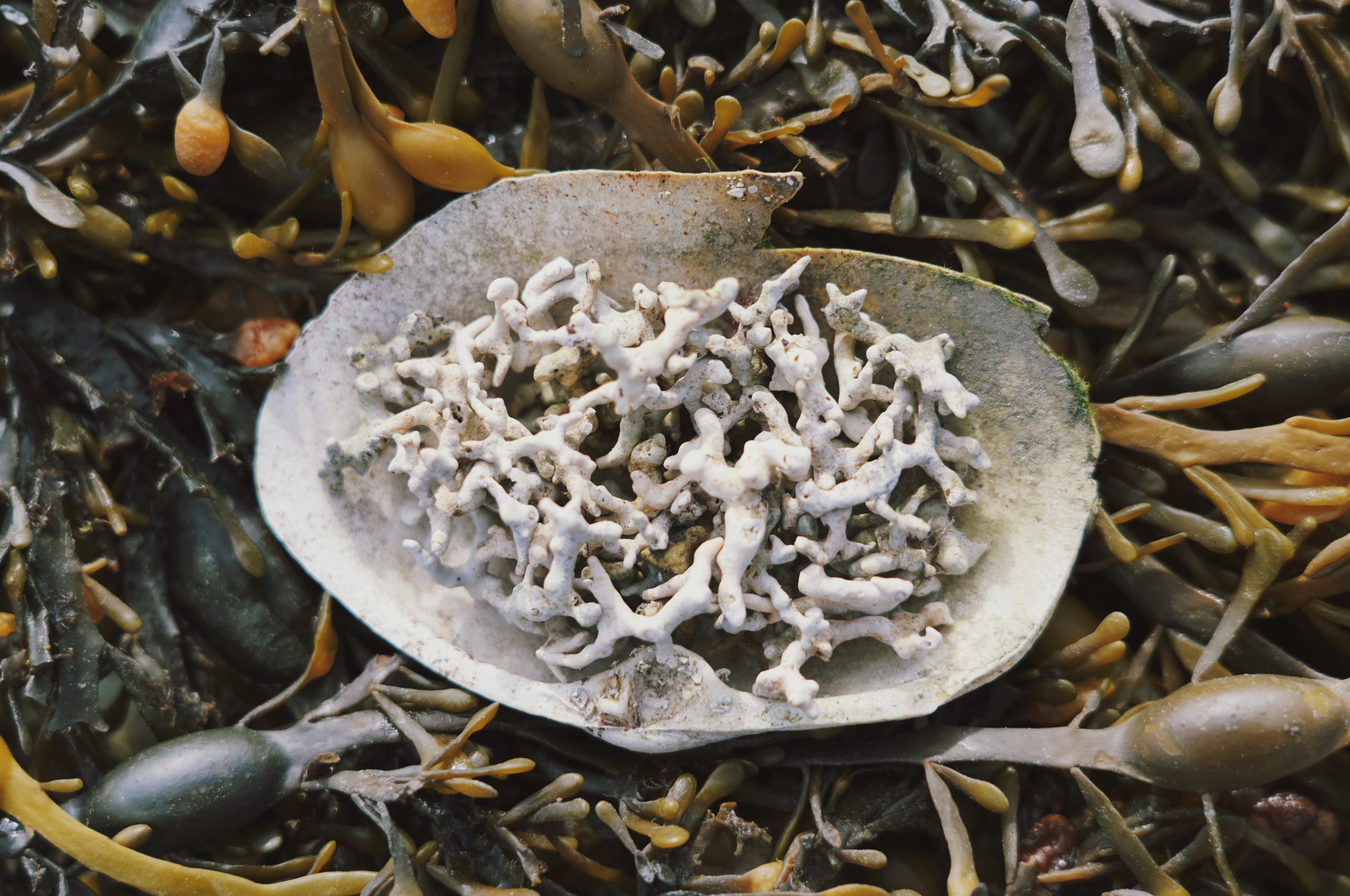 On Skeleton Beach - Dark Mountain