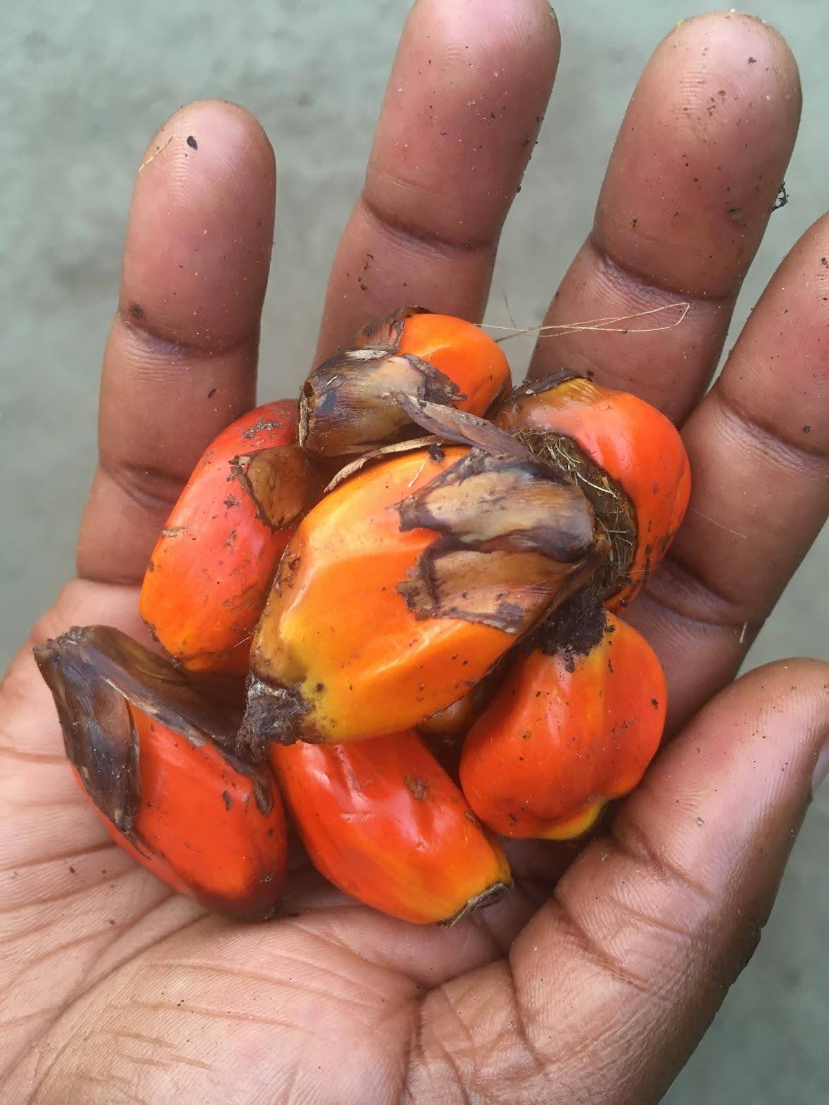 Forest Foods of the Forest People - Dark Mountain